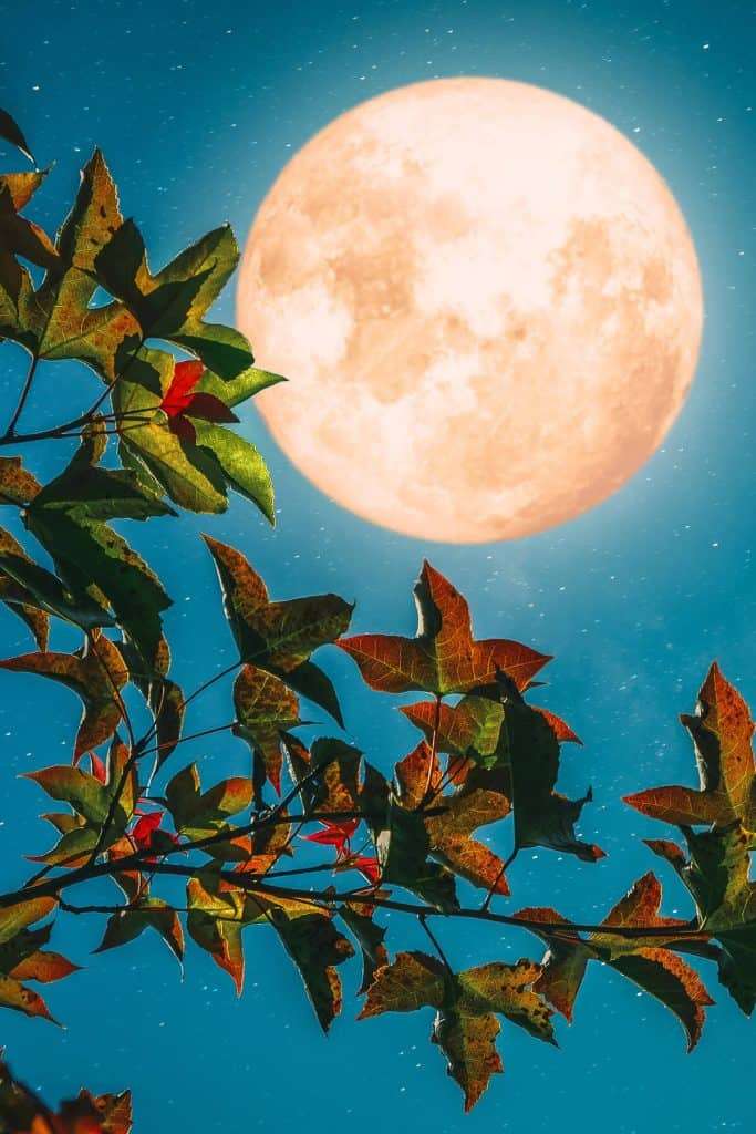 Full Moon Gratitude: Autumn’s Secret Weapon for Personal Growth